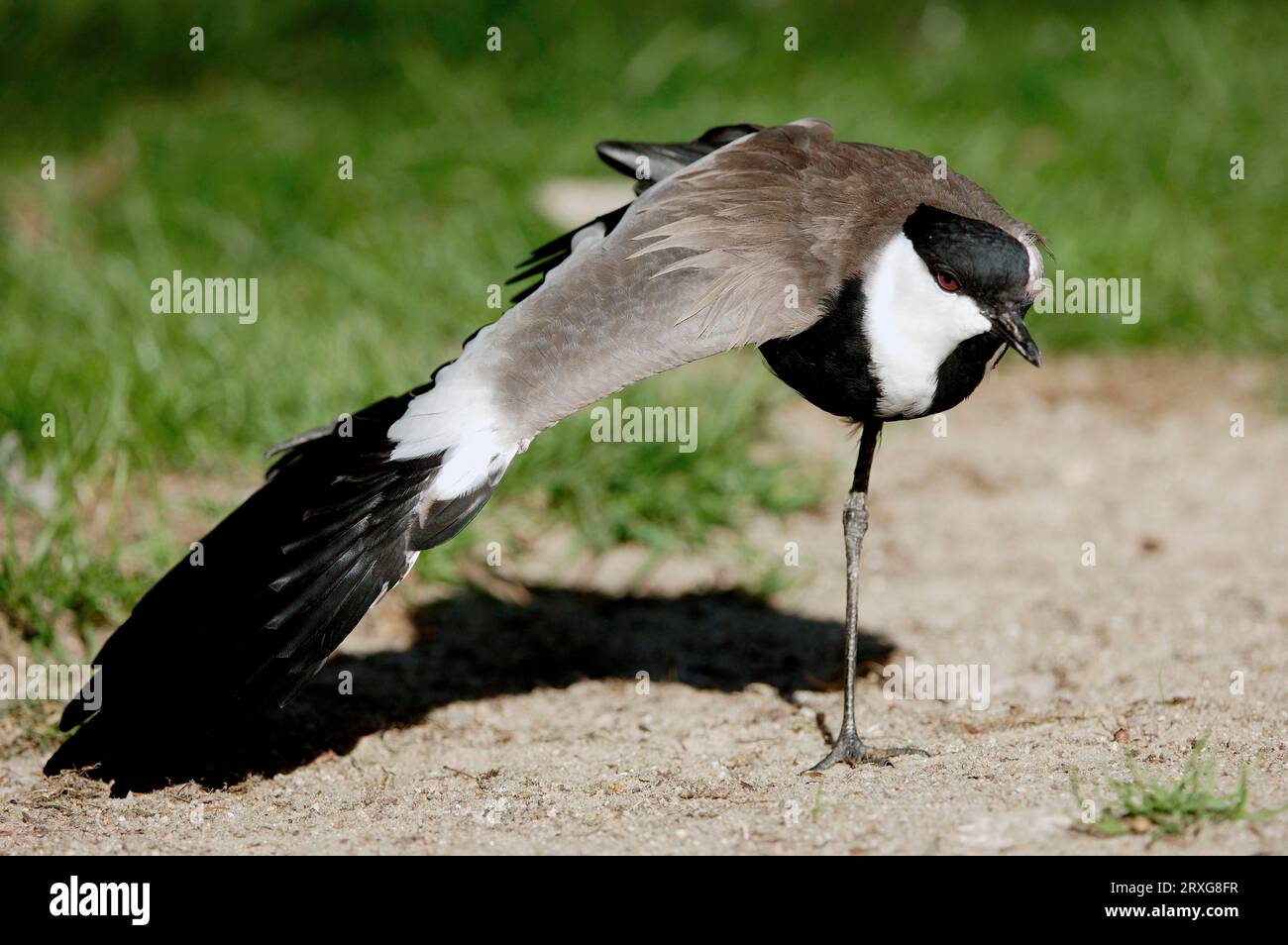 Spurz-winged Plover, stretching its wing (Vanellus spinosus Stock Photo ...
