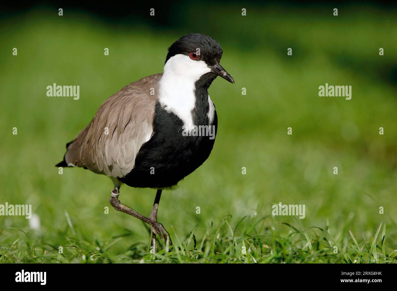 Spur-winged lapwing (Vanellus spinosus Stock Photo - Alamy