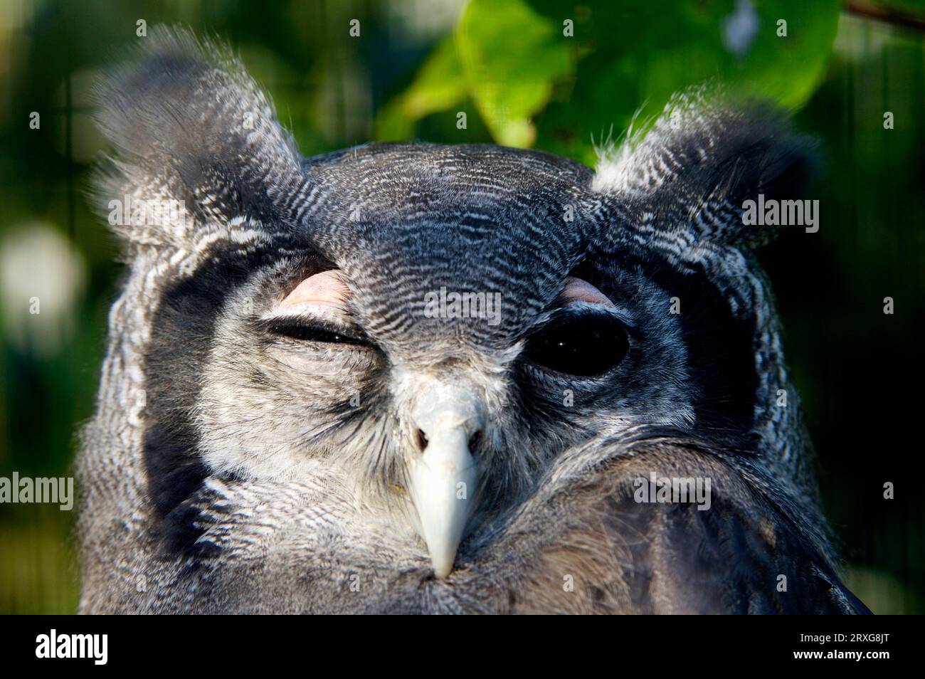 Giant Eagle Owl (Bubo lacteus), blinking Stock Photo - Alamy