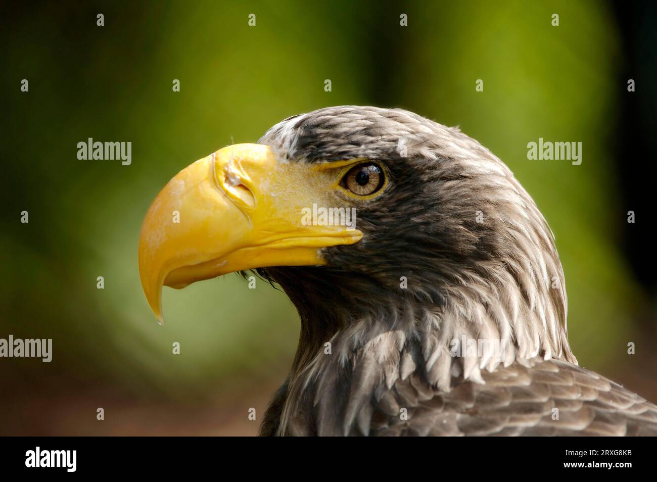 Steller's sea eagle (Haliaeetus pelagicus), side, profile Stock Photo ...