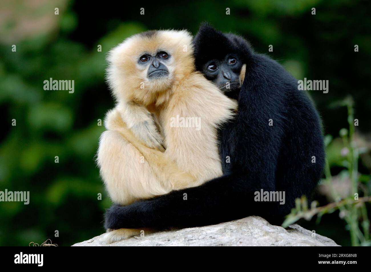 Hylobates concolor leucogenys hi-res stock photography and images - Alamy