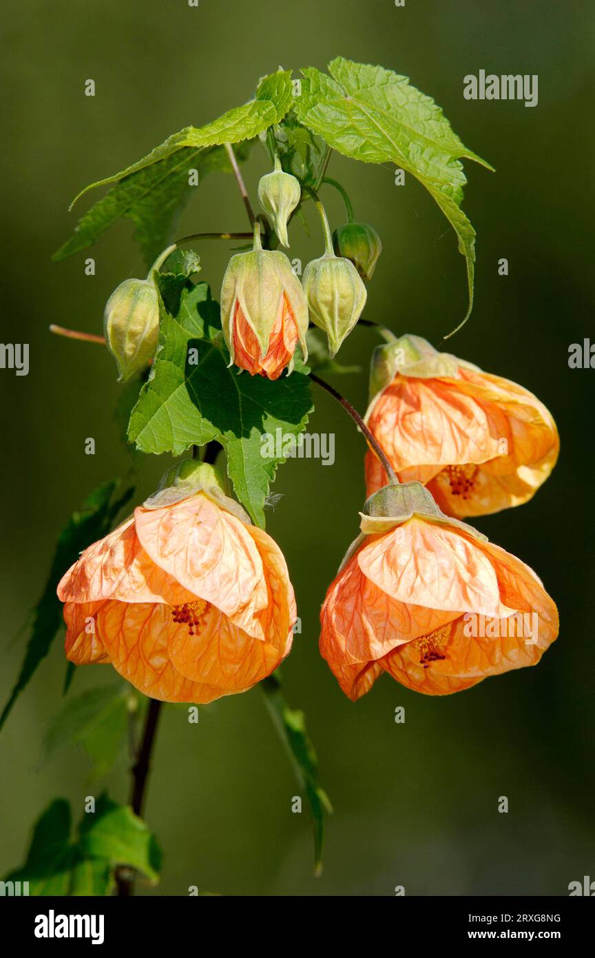 Abutilon x hybridum hi-res stock photography and images - Alamy