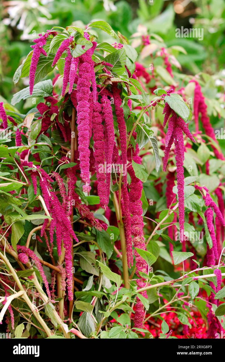 Chenille plant (Acalypha hispida), red-hot cattail Stock Photo - Alamy