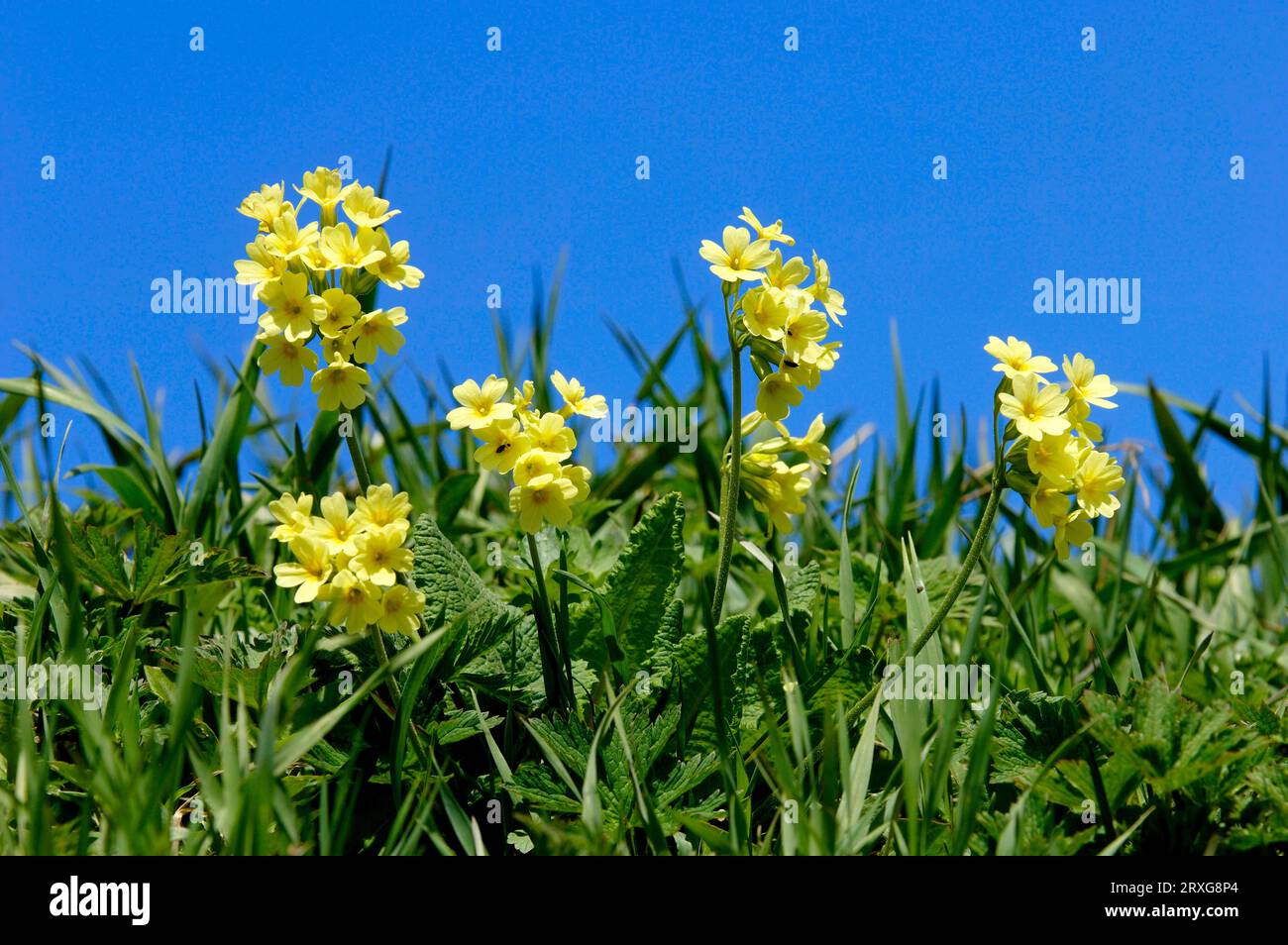 Oxlip (Primula elatior), national park Berchtesgaden, Bavaria, Germany ...