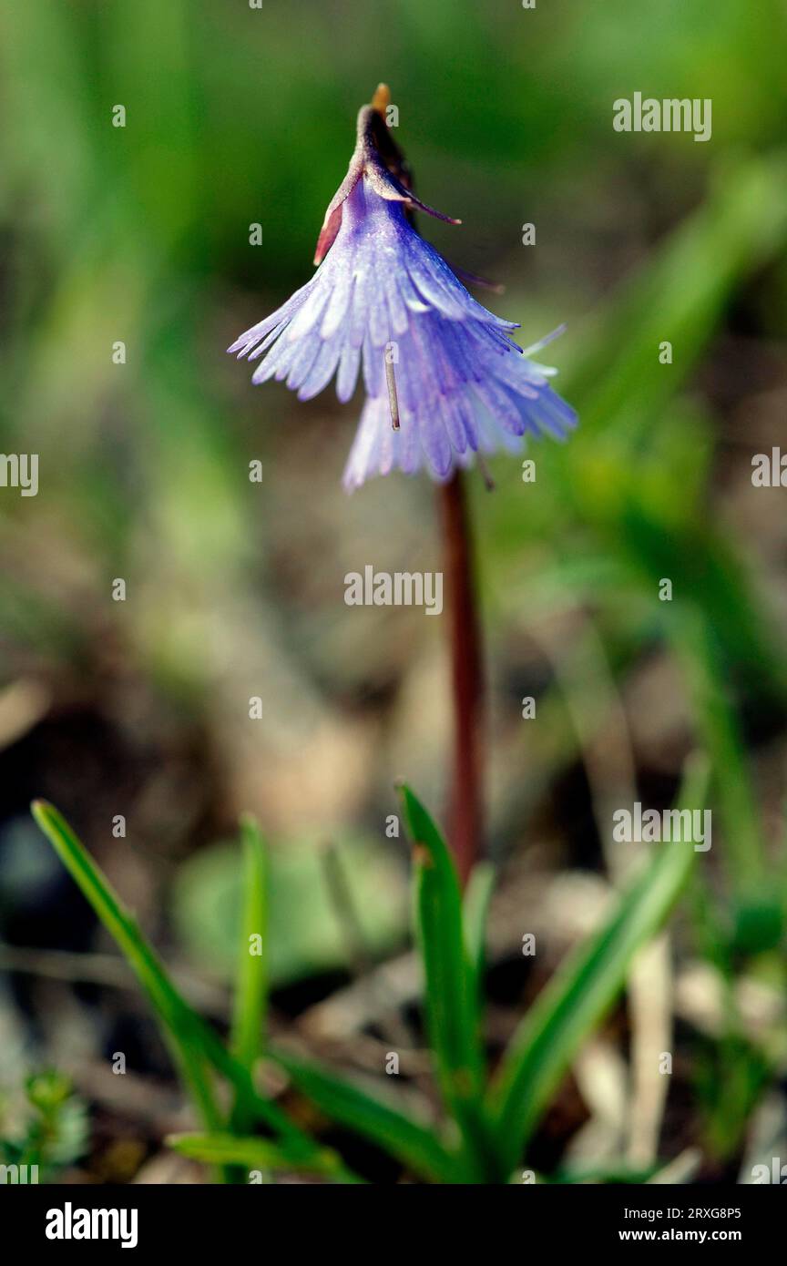 Alpine snowbell (Soldanella alpina), Berchtesgaden National Park ...