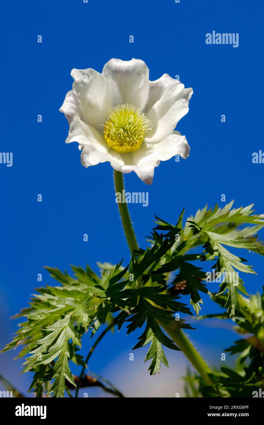 Alpine pasque flower hi-res stock photography and images - Alamy