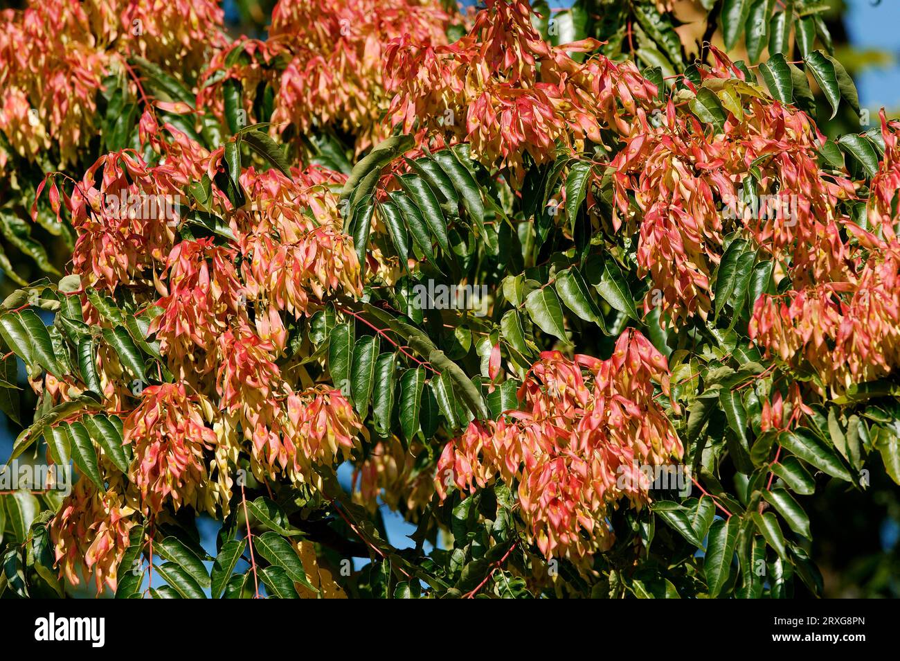 Tree of Heaven (Ailanthus altissima Stock Photo - Alamy