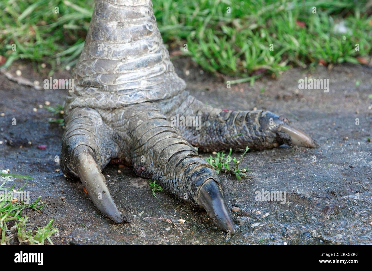 Single-lobed Cassowary, foot (Casuarius unappendiculatus rufotinctus ...