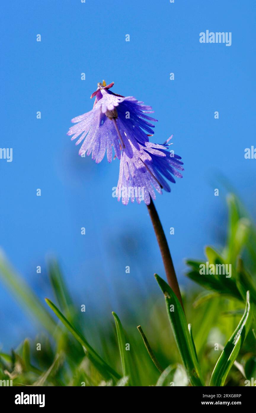 Alpine Snowbell (Soldanella alpina), national park Berchtesgaden ...