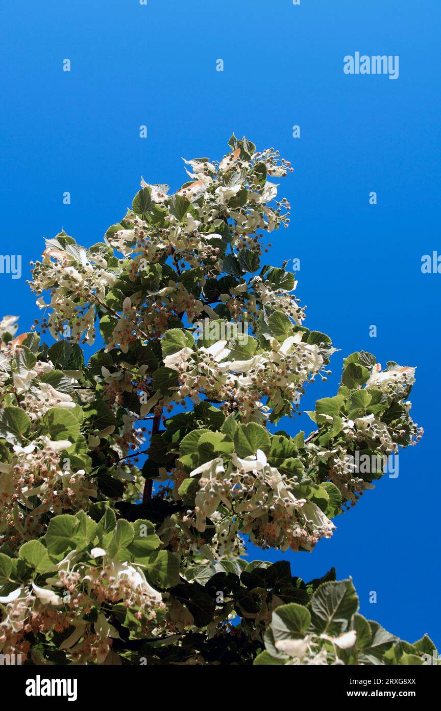 Small Leaved Lime (Tilia cordata), Bavaria, Germany Stock Photo - Alamy
