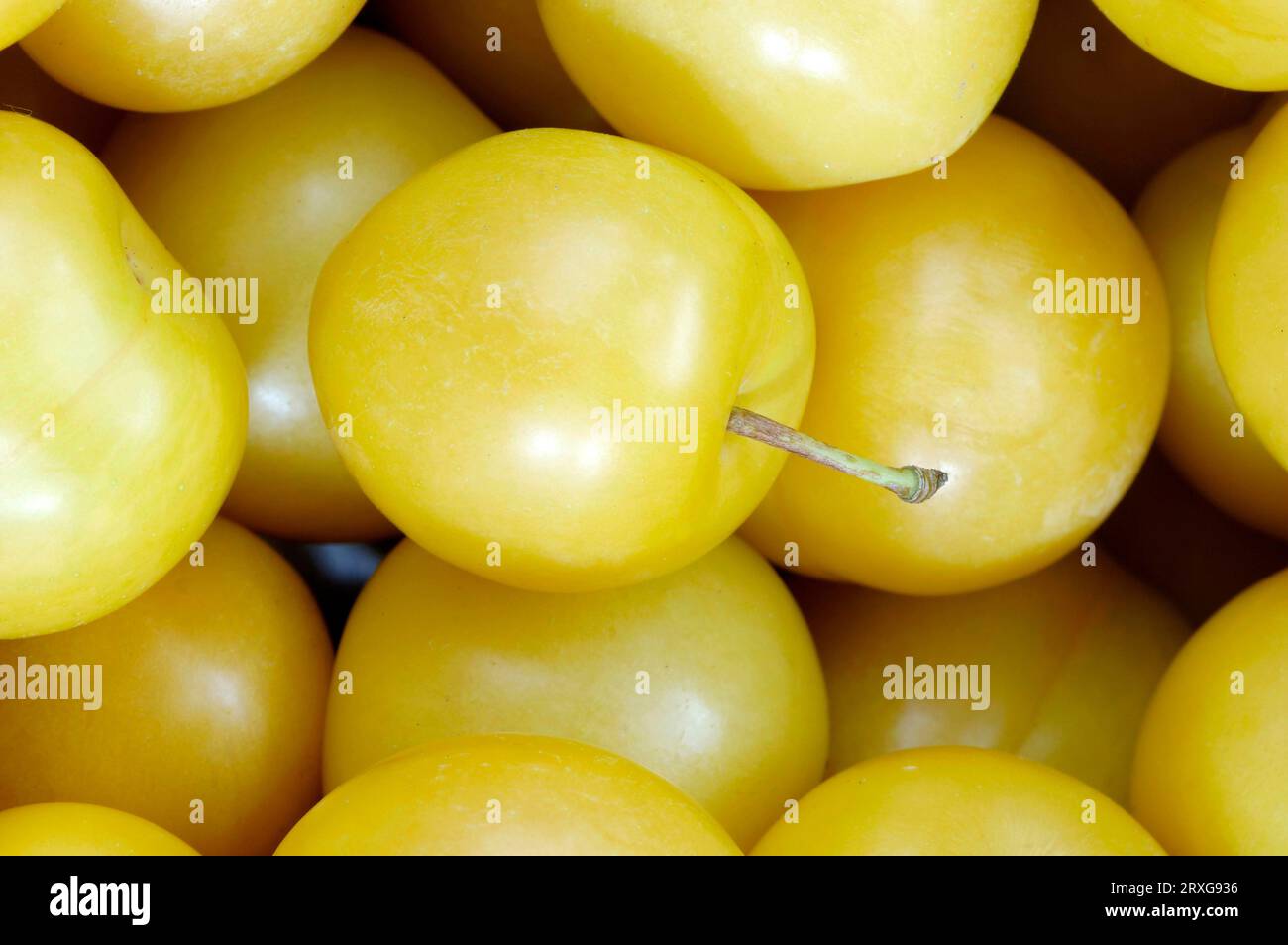 Yellow plums (Prunus domestica var. syriaca Stock Photo - Alamy