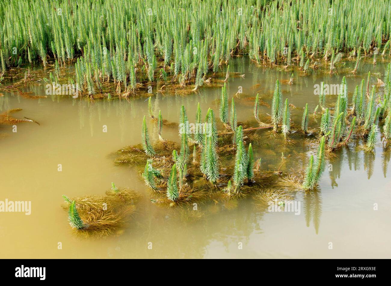 Vendace tail, common mare's tail (Hippuris vulgaris), Common vendace ...