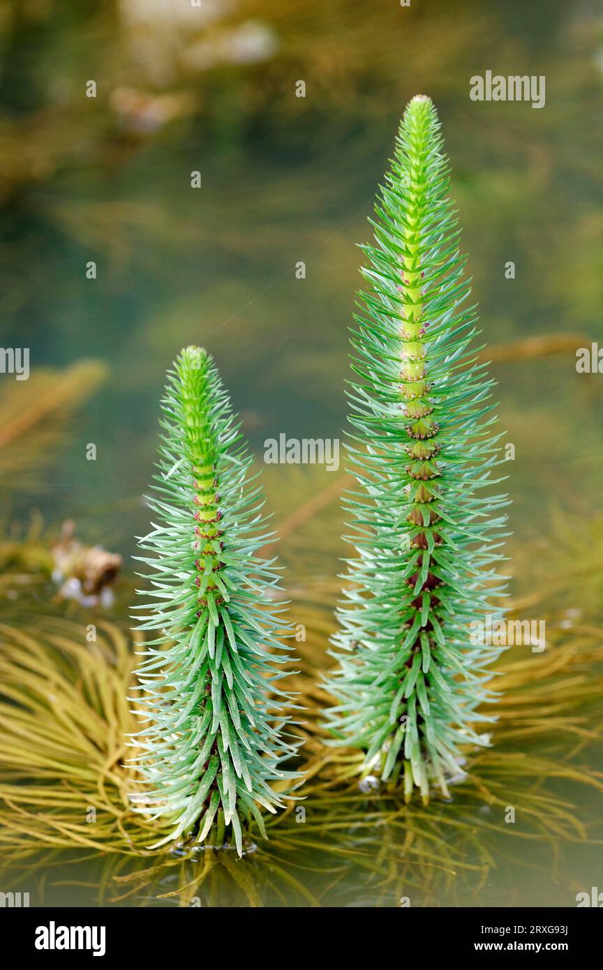 Vendace tail, common mare's tail (Hippuris vulgaris), Common vendace ...