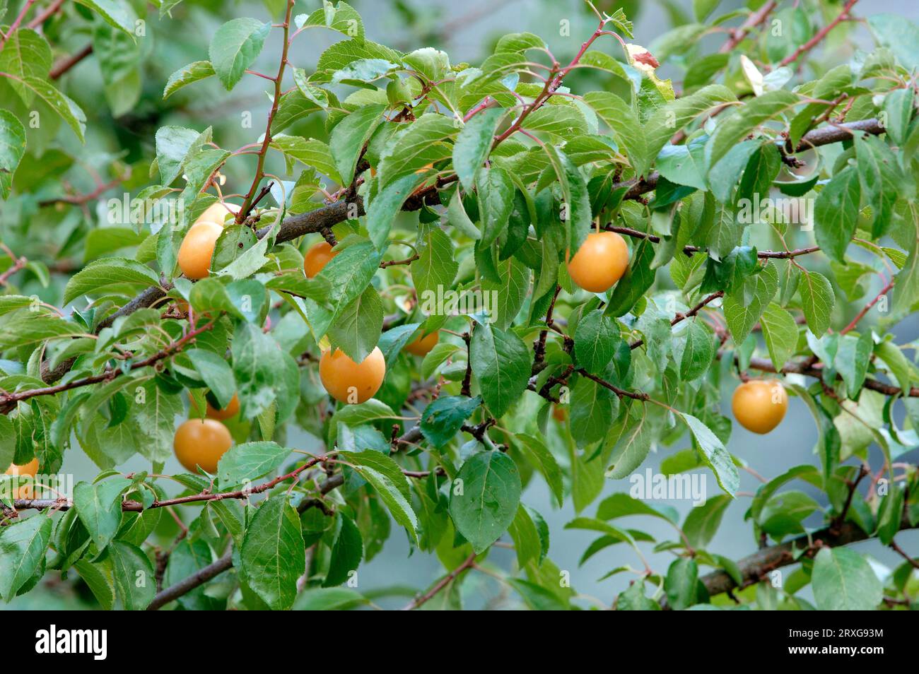 Yellow bullace (Prunus domestica var. syriaca) on the branch Stock ...