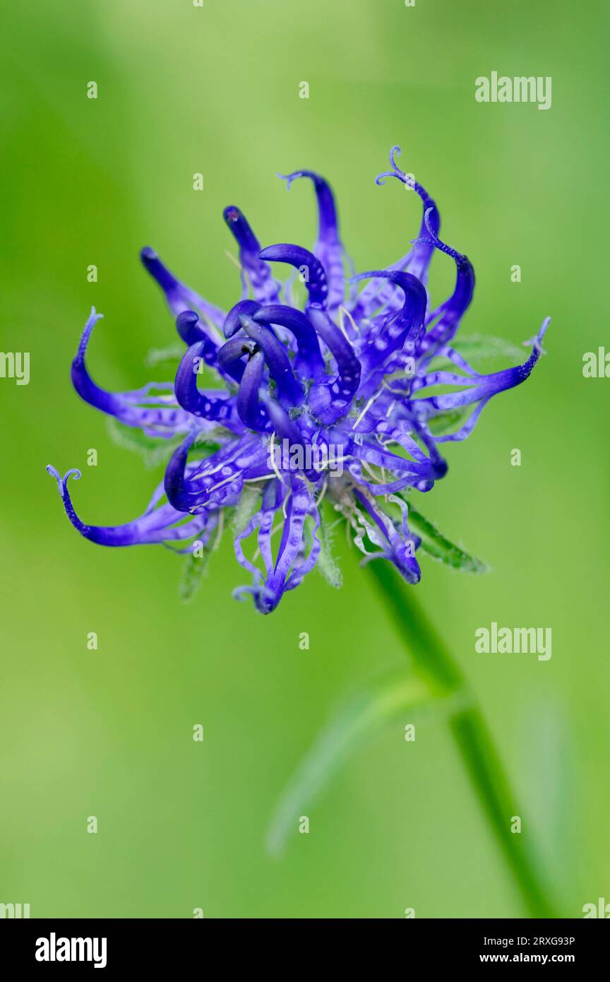 Round-headed Rampion (Phyteuma orbiculare), national park Berchtesgaden ...