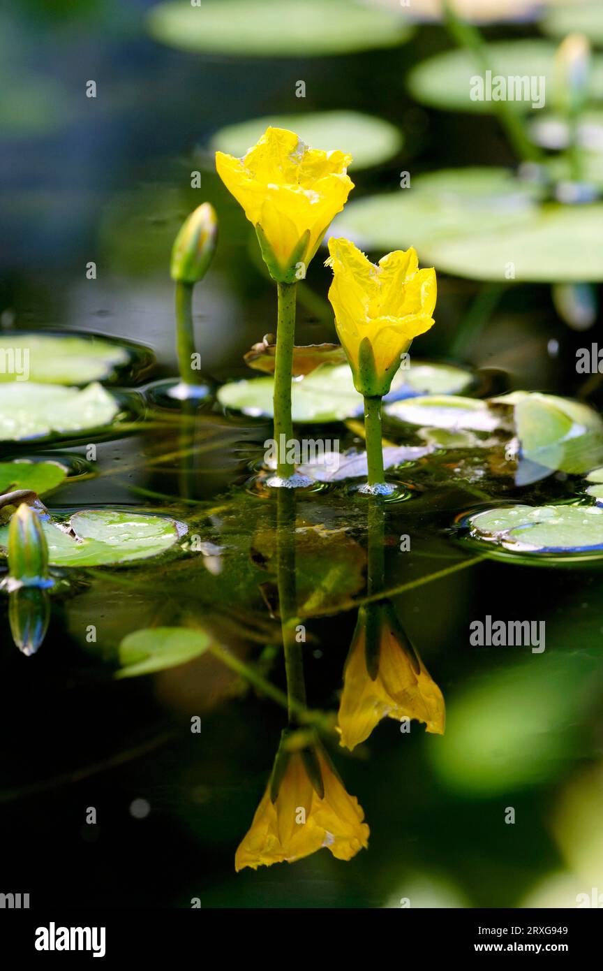 Fringe lily hi-res stock photography and images - Alamy