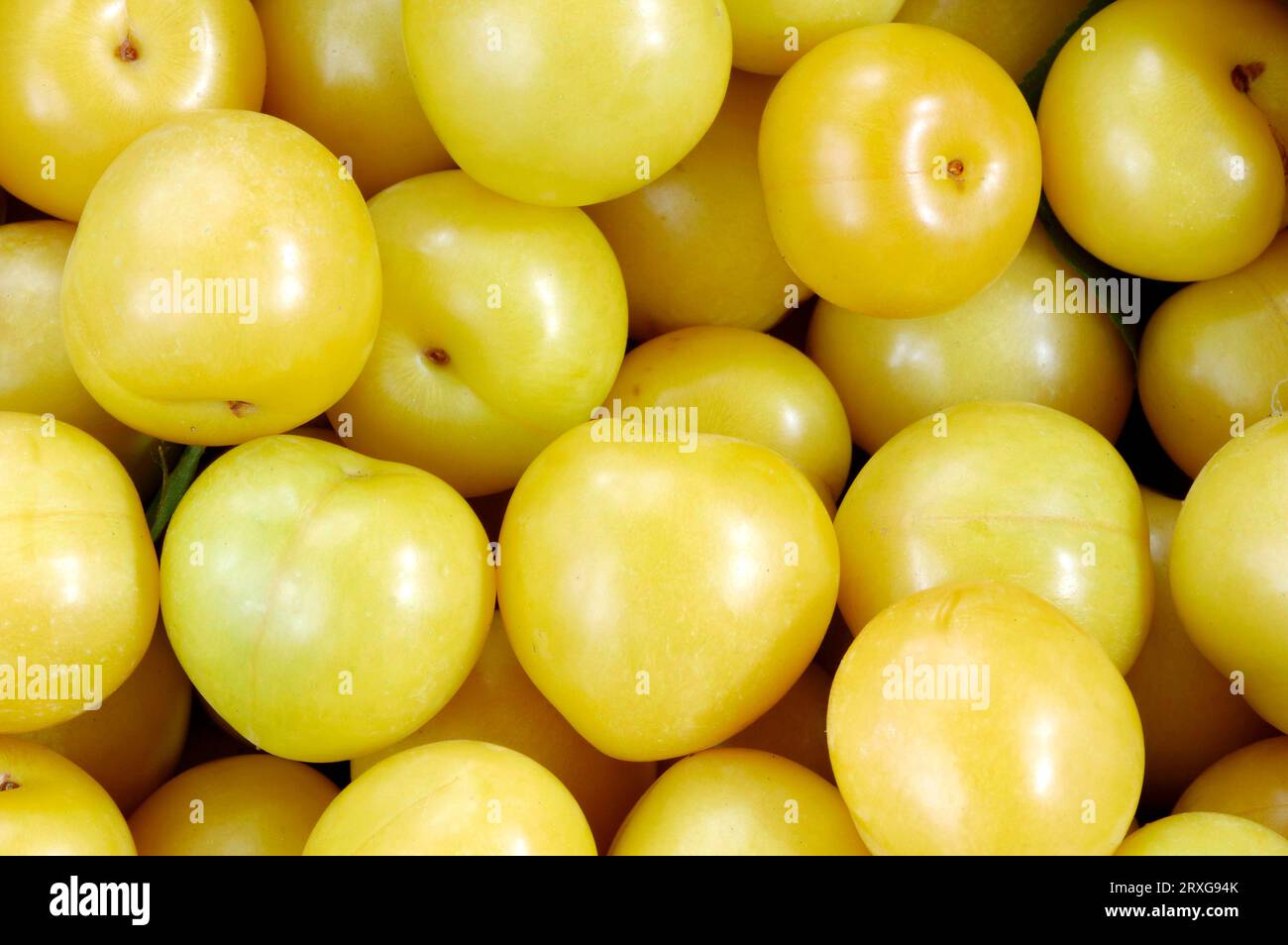 Yellow plums (Prunus domestica var. syriaca Stock Photo - Alamy