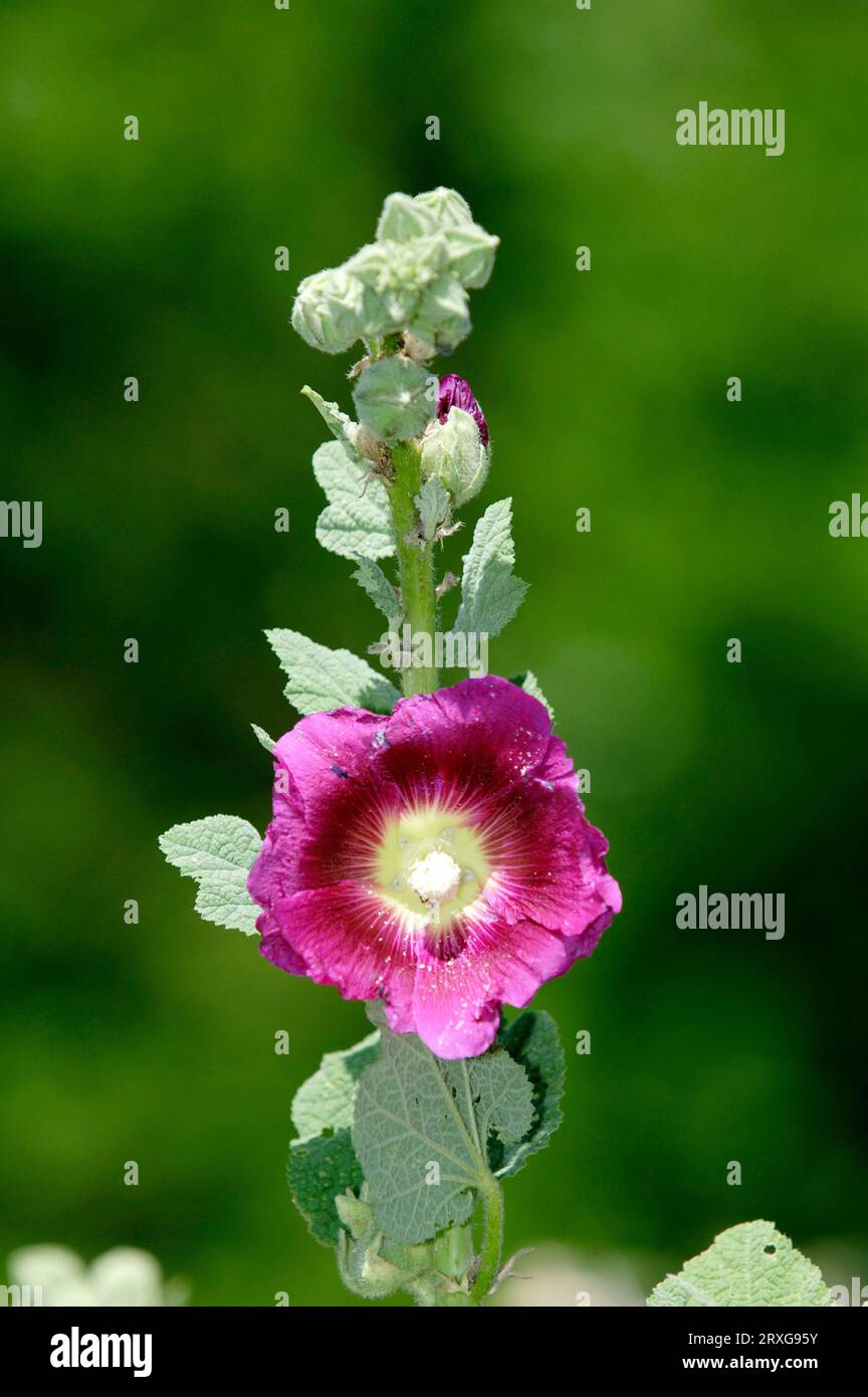 Hollyhock (Alcea rosea hybride) (Althaea rosea hybride Stock Photo - Alamy