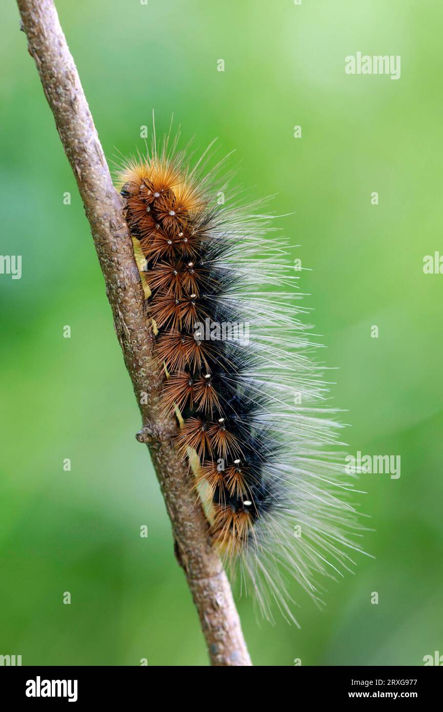 Tiger butterfly caterpillar hi-res stock photography and images - Alamy