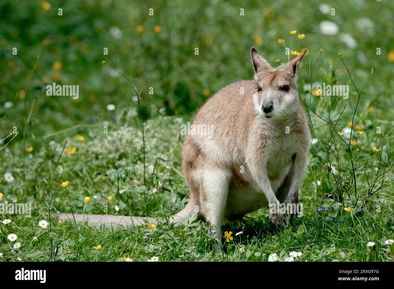 Agile agile wallaby (Macropus agilis Stock Photo - Alamy