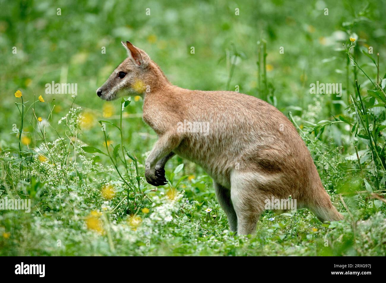 Agile Wallaby (Macropus agilis Stock Photo - Alamy