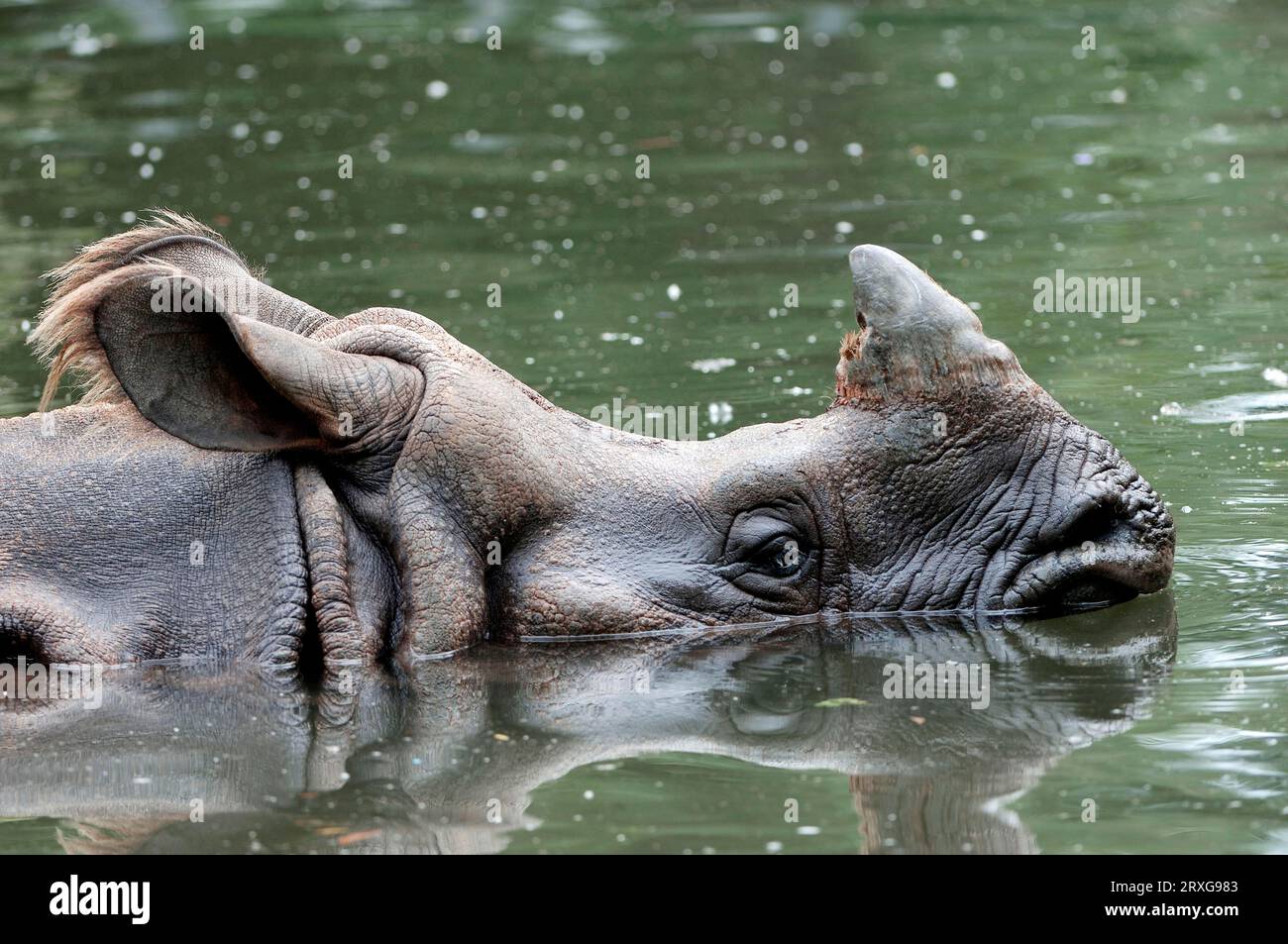 Indian rhinoceros (Rhinocerons unicornis), armoured rhinoceros, lateral ...