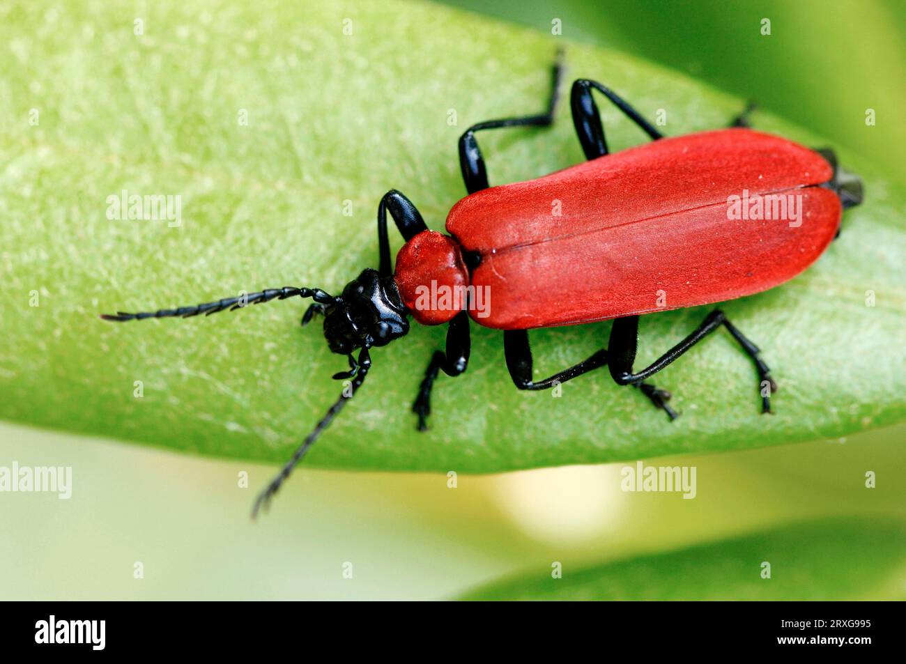 Black fire beetle hi-res stock photography and images - Alamy