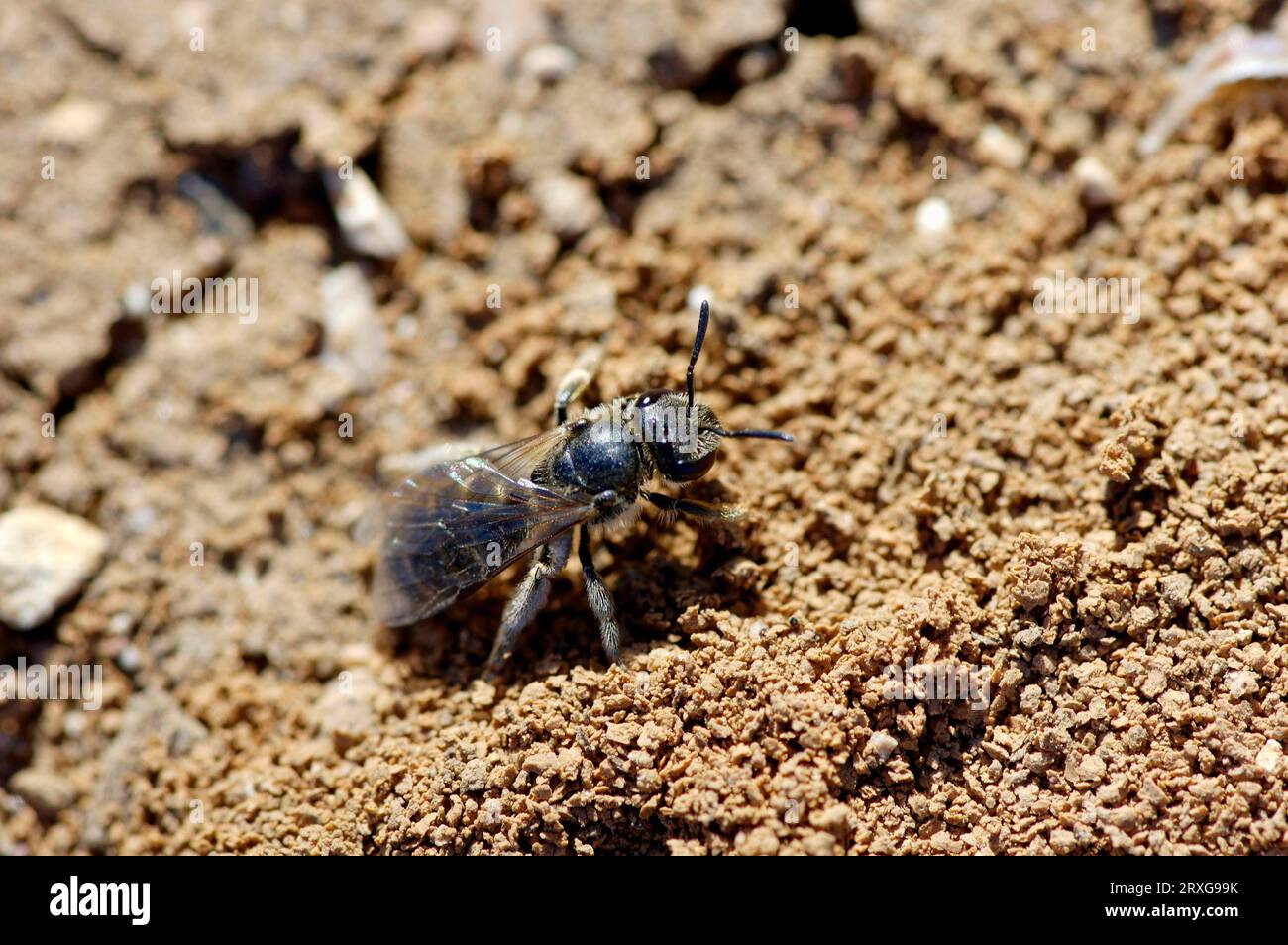 Sand-Bee, Provence, Southern France (Andrena Stock Photo - Alamy