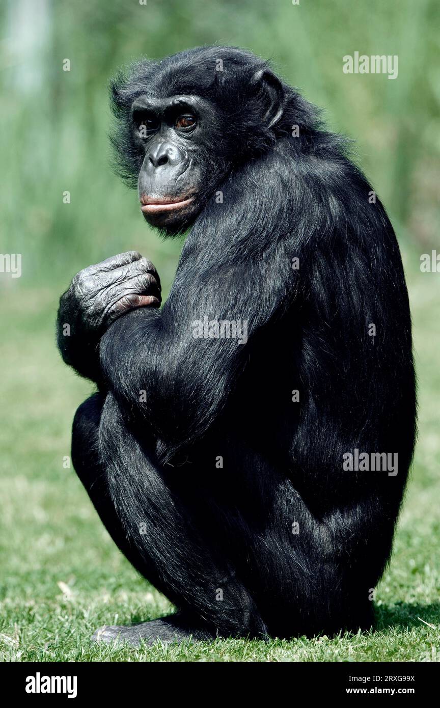 The side figure hi-res stock photography and images - Alamy
