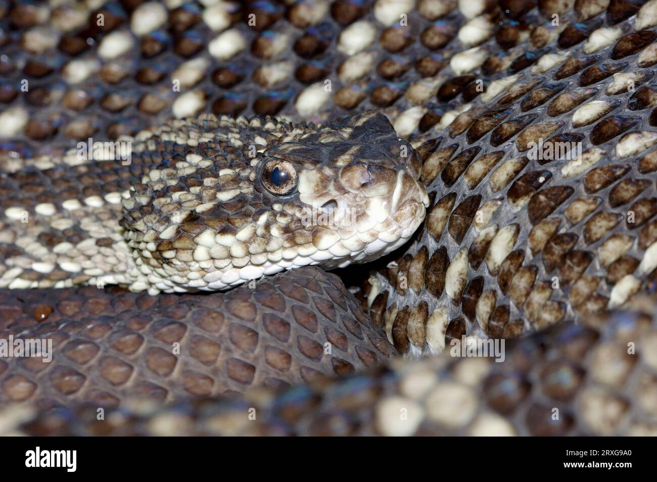 Rattlesnake (Crotalus durissus Stock Photo - Alamy