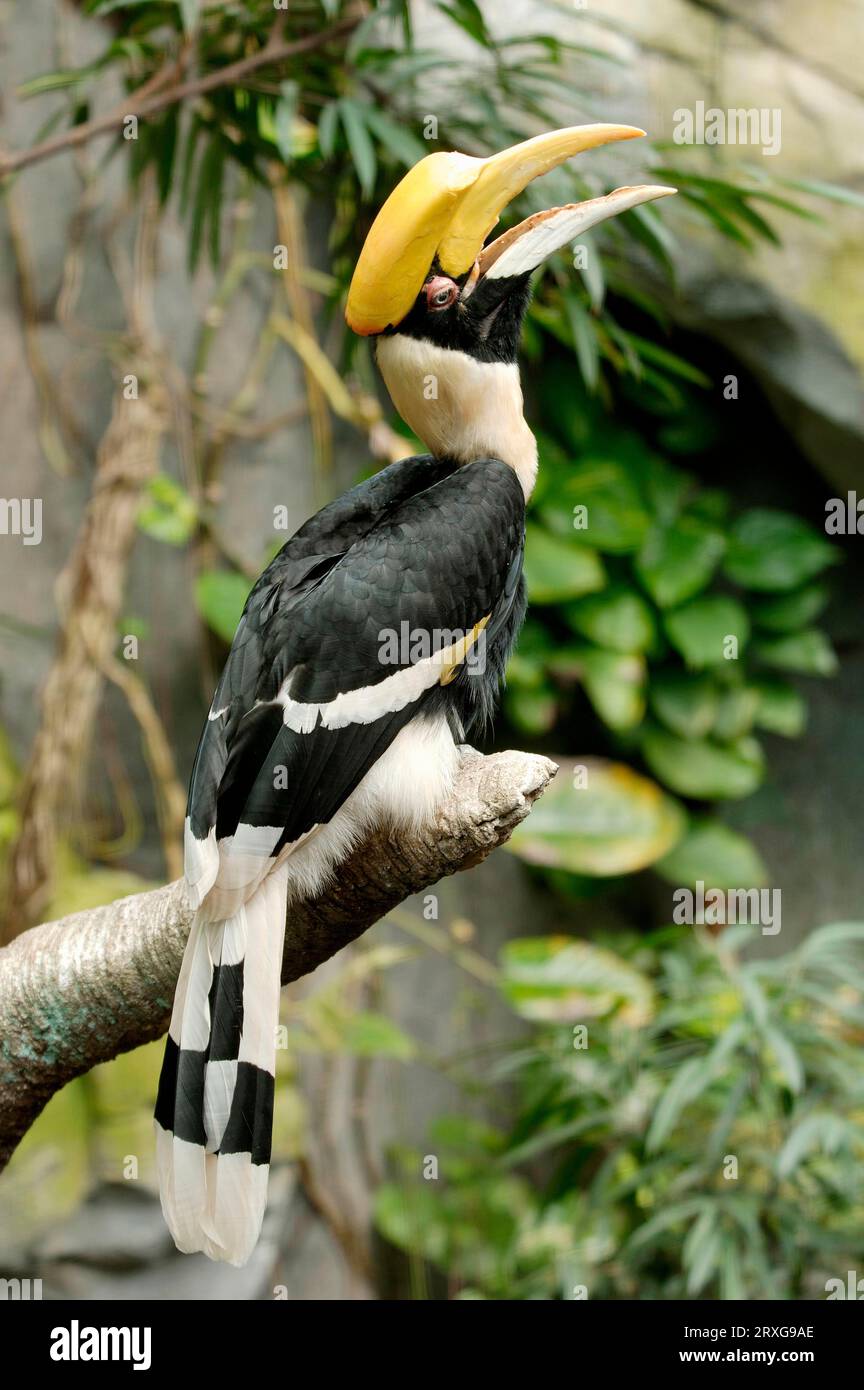 Great indian hornbill buceros bicornis hi-res stock photography and ...