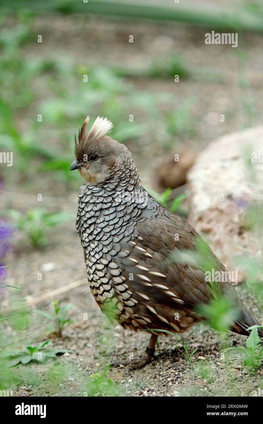 Scaled quail (Callipepla squamata), quail Stock Photo - Alamy
