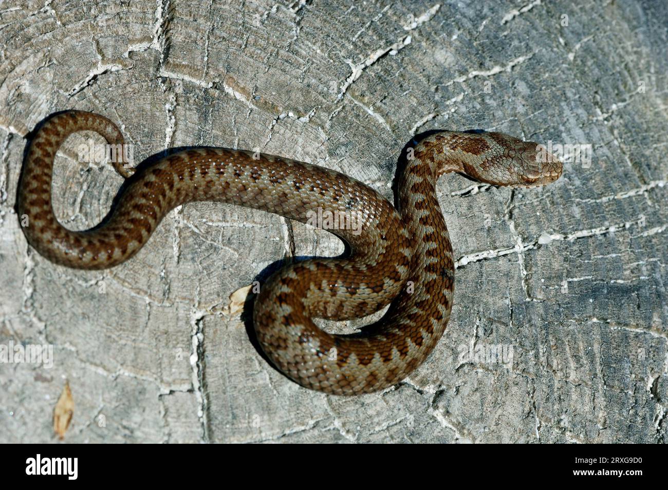 Common european viper (Vipera berus), Berchtesgaden National Park ...