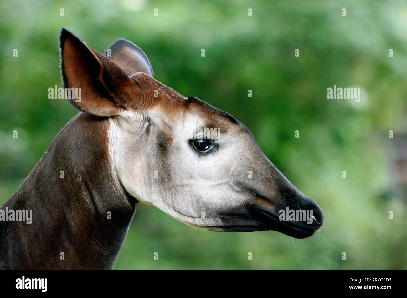 Okapi (Okapia johnstoni Stock Photo - Alamy