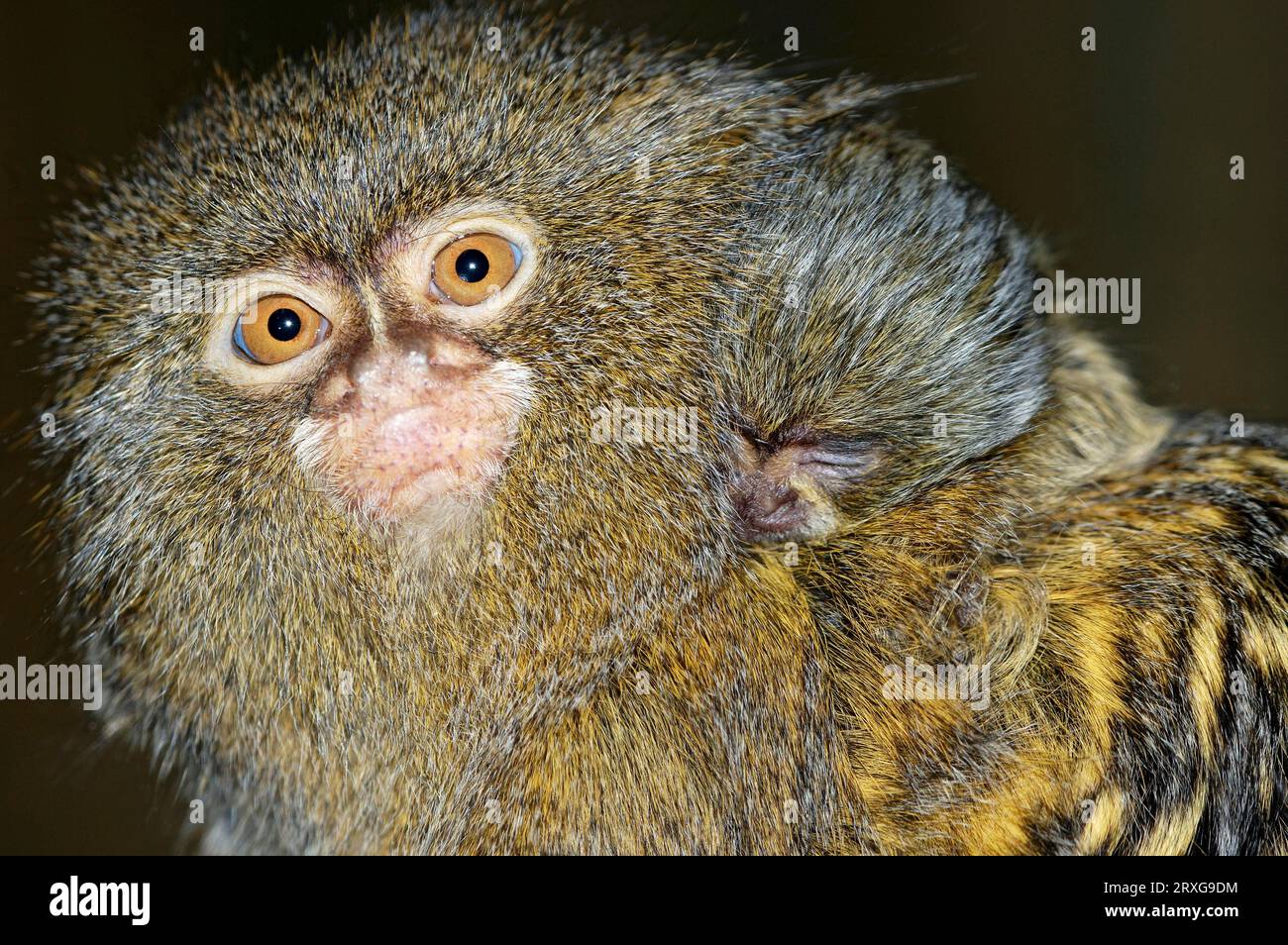 Pygmy marmoset (Cebuella pygmaea Stock Photo - Alamy