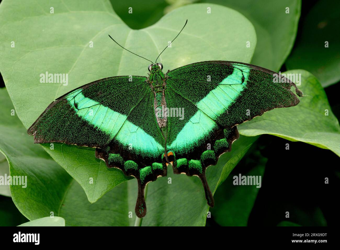 Emerald Swallowtail (Papilio palinurus), Emerald Peacock Stock Photo ...