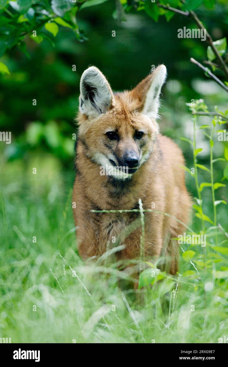 Maned wolf chrysocyon brachyurus front hi-res stock photography and ...