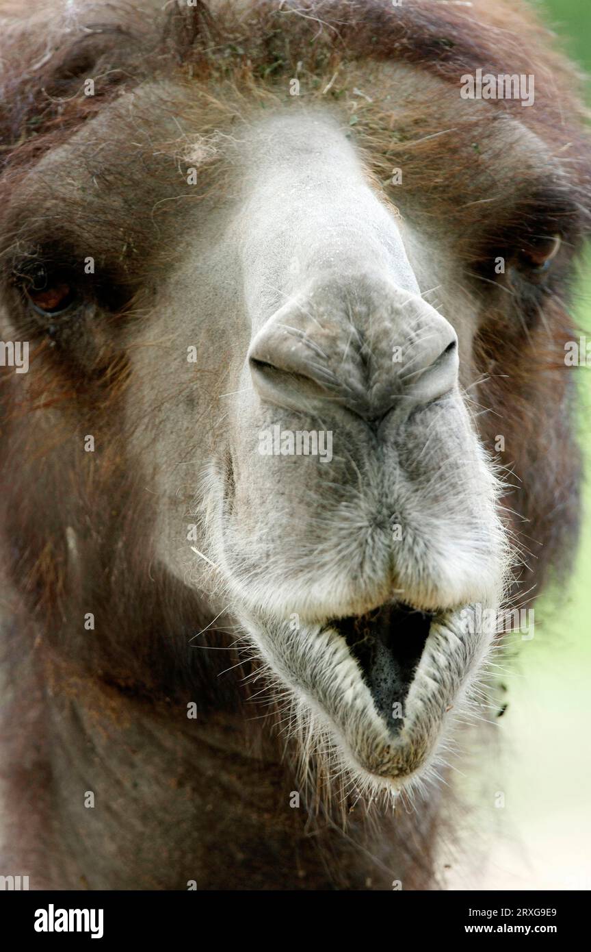 Camel front face view hi-res stock photography and images - Alamy