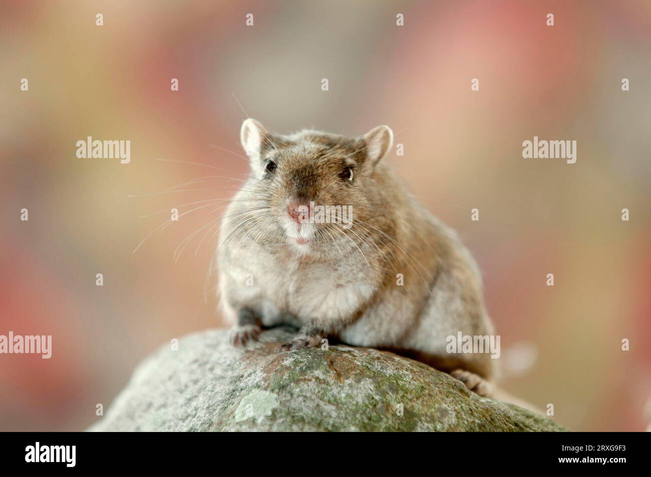 Gerbil face hi-res stock photography and images - Alamy