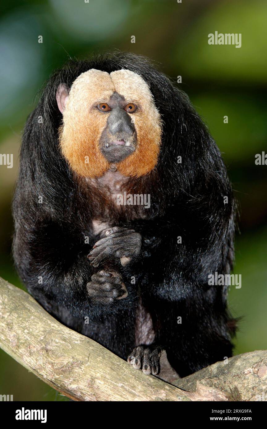 Pale-headed Saki, male (Pithecia pithecia Stock Photo - Alamy