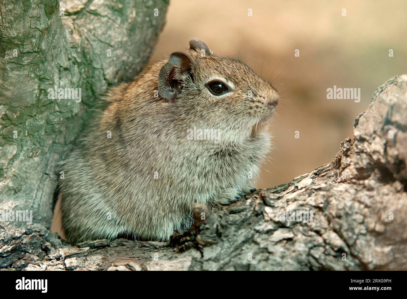 Caviinae genus hi-res stock photography and images - Alamy