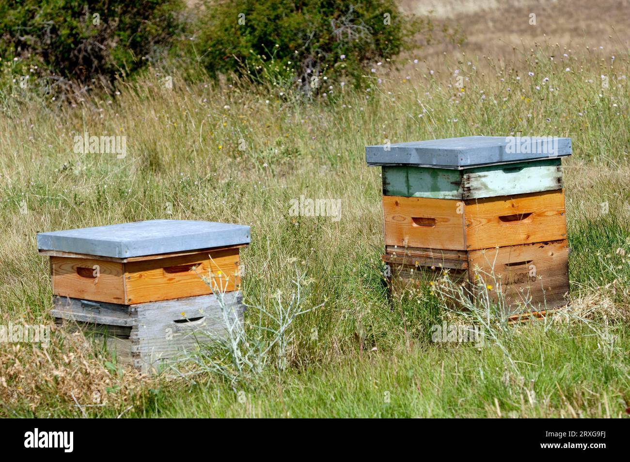 Beehives, Provence, Southern France, beehives, southern France, hives ...
