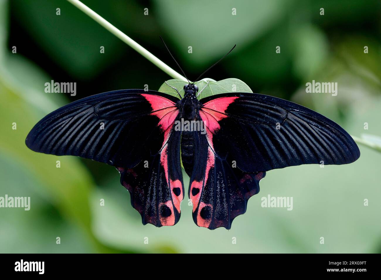 Scarlet Mormon (Papilio rumanzovia), Swallowtail Stock Photo - Alamy