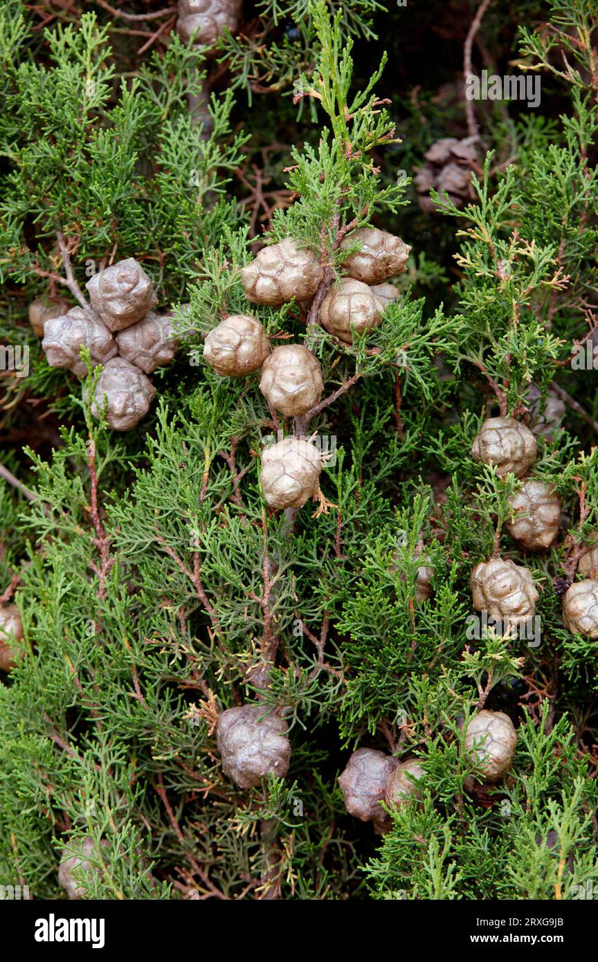 Italian cypress, Provence, Southern France (Cypressus sempervirens ...