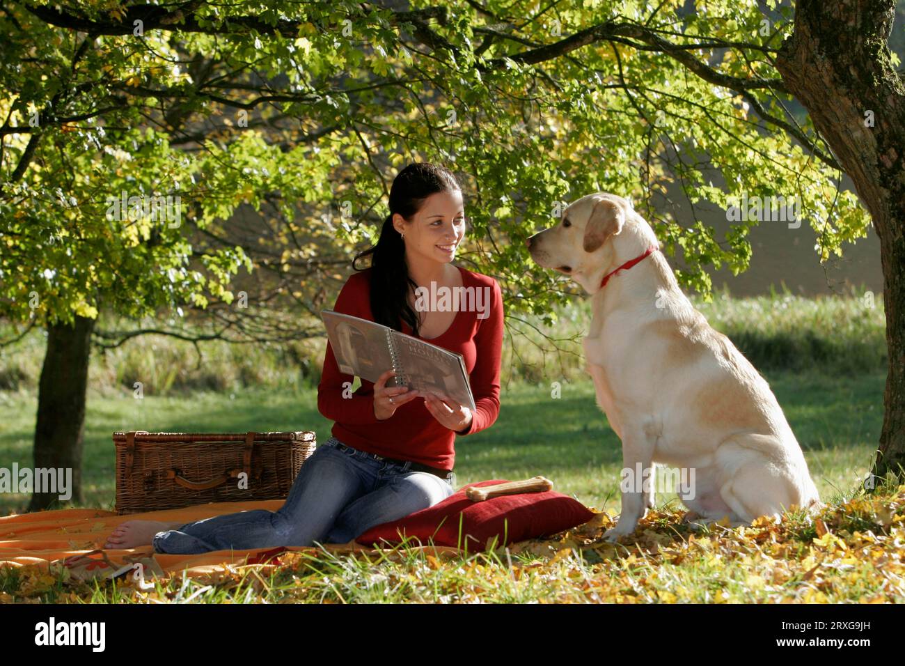 Long haired labrador hi-res stock photography and images - Alamy