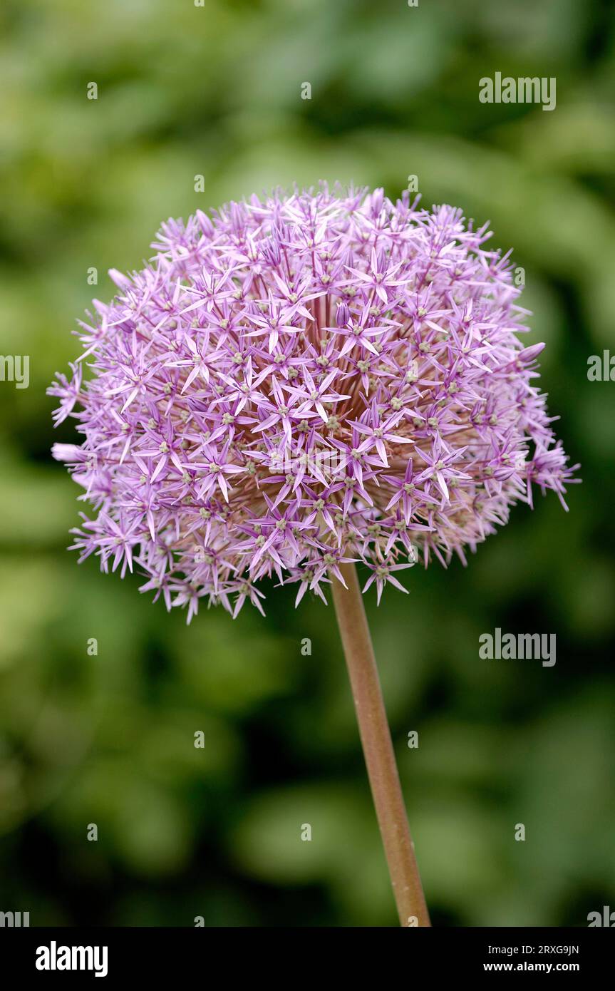 Star of Persia (Allium christophii) (Allium albopilosum Stock Photo - Alamy
