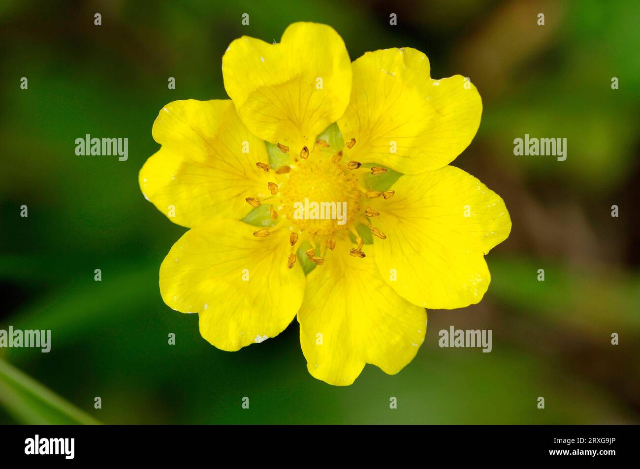 Creeping tormentil (Potentilla reptans), Bavaria, Germany Stock Photo ...