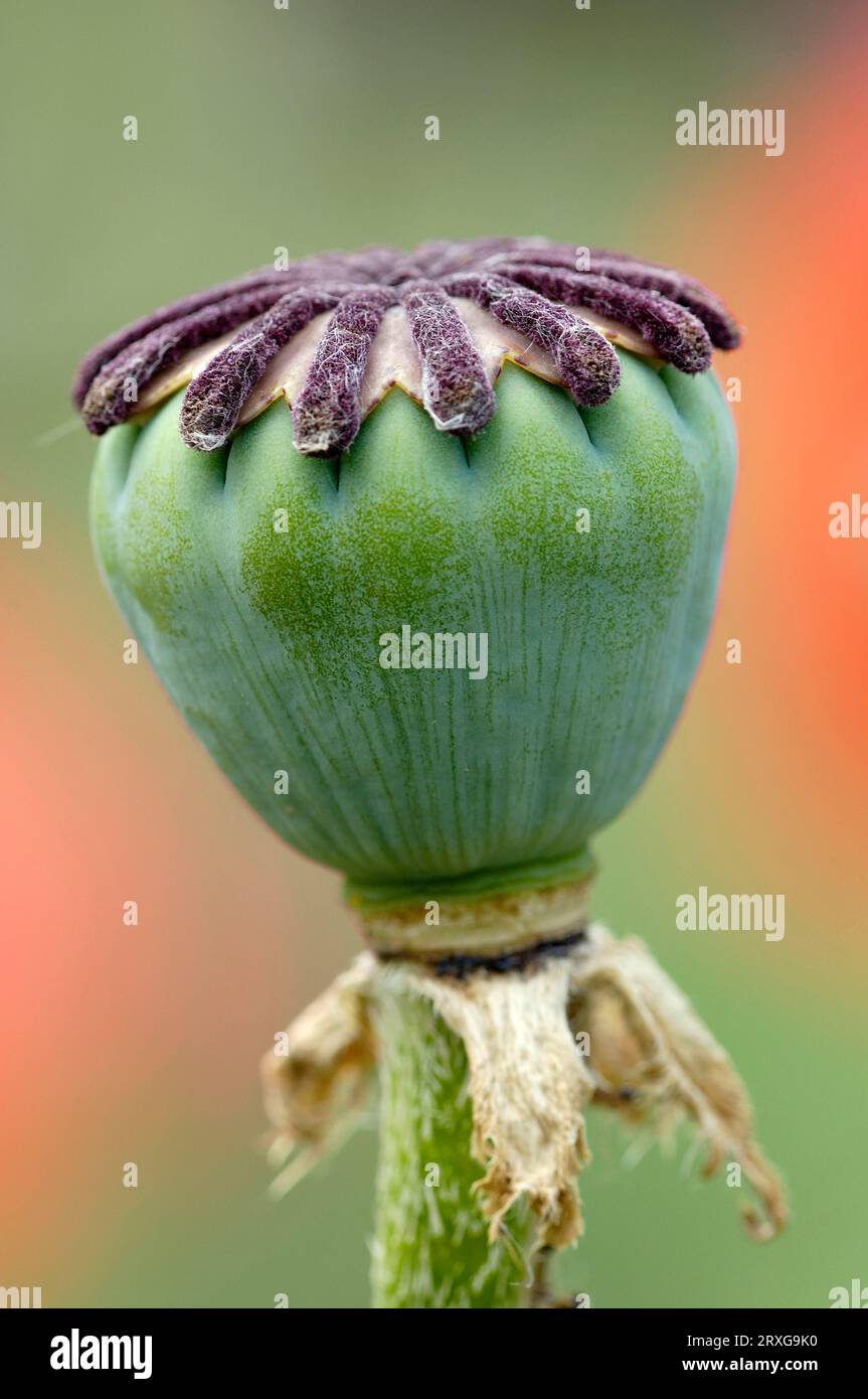 Poppy (Papaver), seed capsule Stock Photo - Alamy