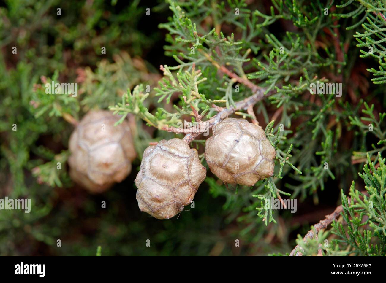 Italian Cypress, cone, Provence, Southern France (Cypressus ...