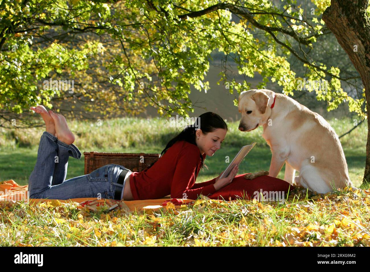 Long haired labrador hi-res stock photography and images - Alamy